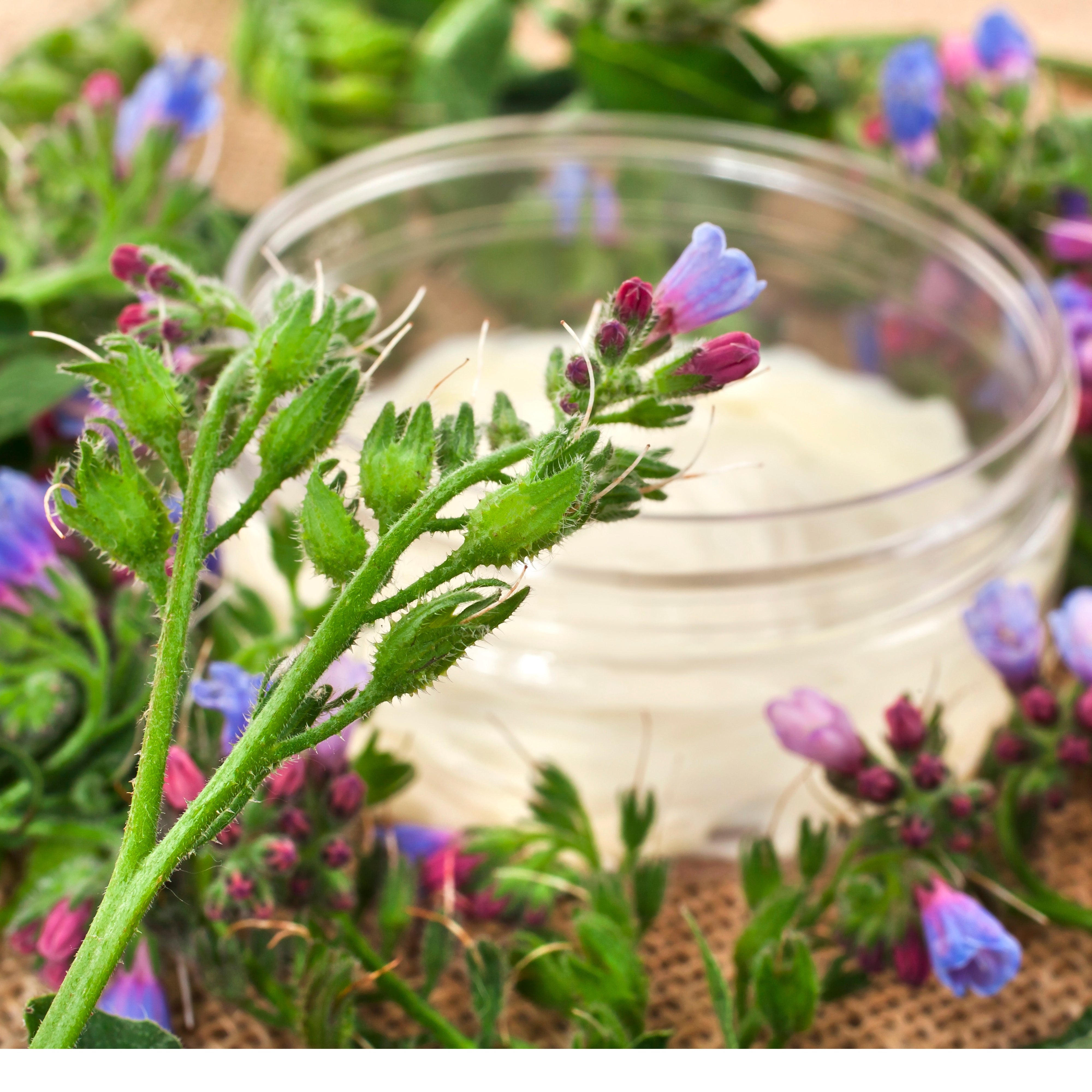 ALLANTOINA_0b847a55-a922-4858-b131-853fccc0759f.jpg?v=1744281606